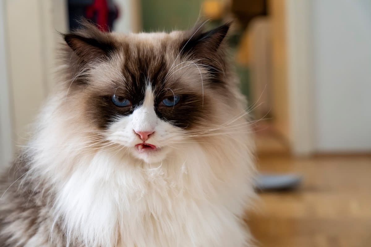 Gorgeous Rare Flame Point Ragdoll Cat Is a Legit ‘Girl on Fire ...