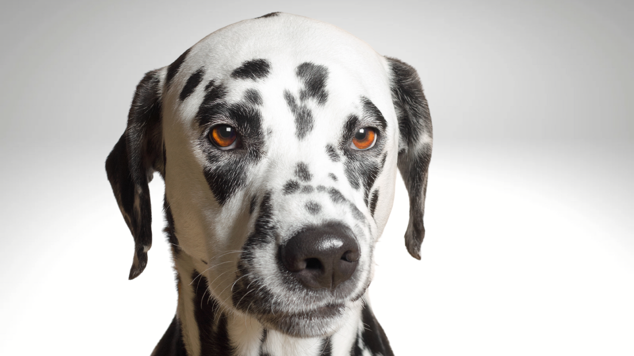 7 Subtle Signs of Stress in Dogs, According to an Expert - Parade Pets
