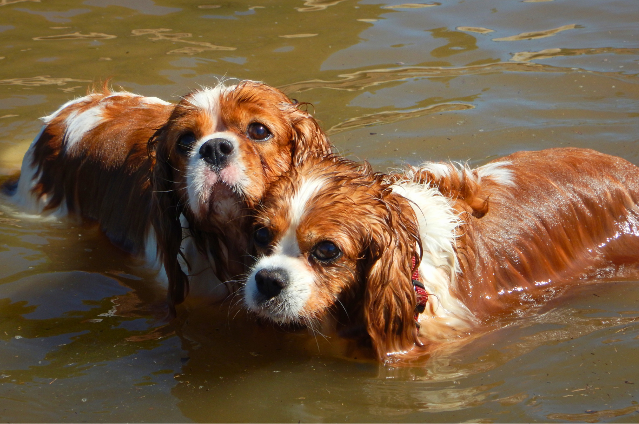 6 Dog Breeds That Get Along With Other Dogs - Parade Pets