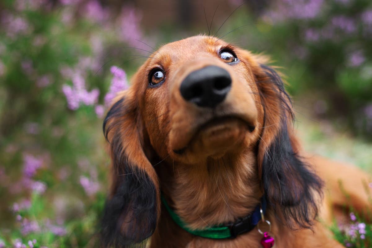 Dachshund Works on His 'Patrol Dog Skills' Just Like a Little Captain ...