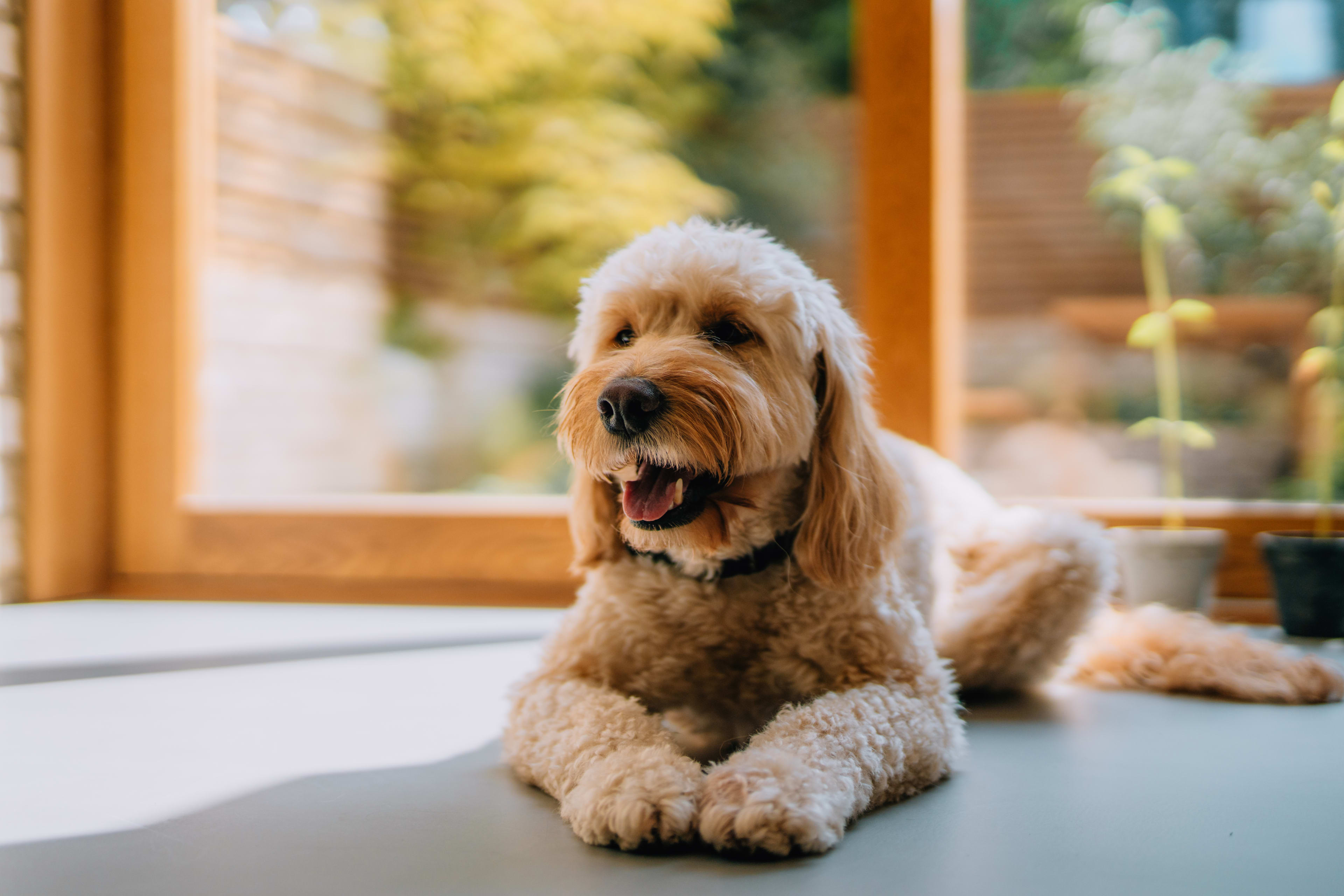 200+ Best Goldendoodle and Doodle Dog Names - Parade Pets