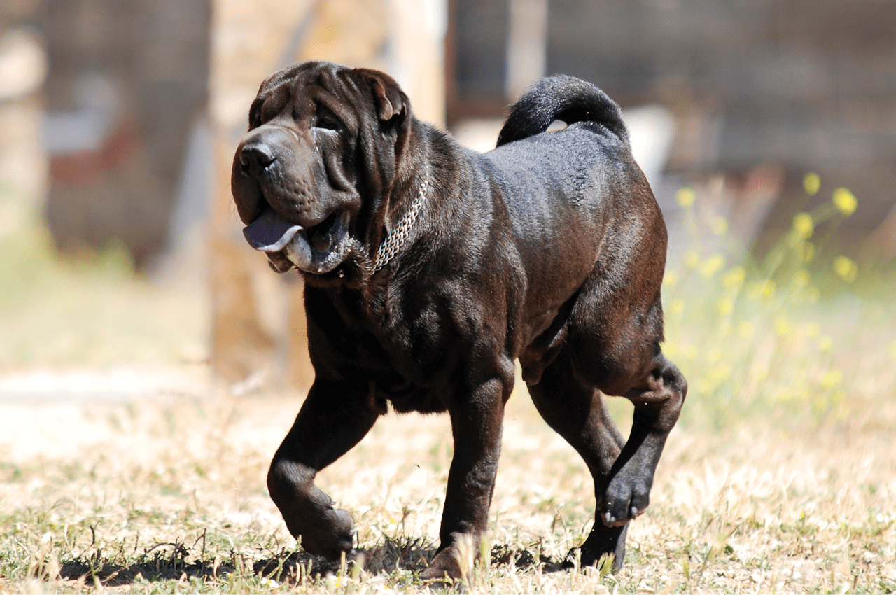 8 Dog Breeds With Breed-Specific Health Issues