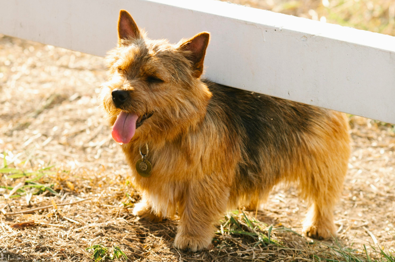 8 Dog Breeds With Breed-Specific Health Issues