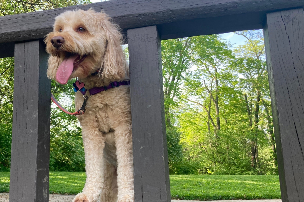 Goldendoodle Rocks a Mullet Like a Country Star and We Can’t Look Away ...