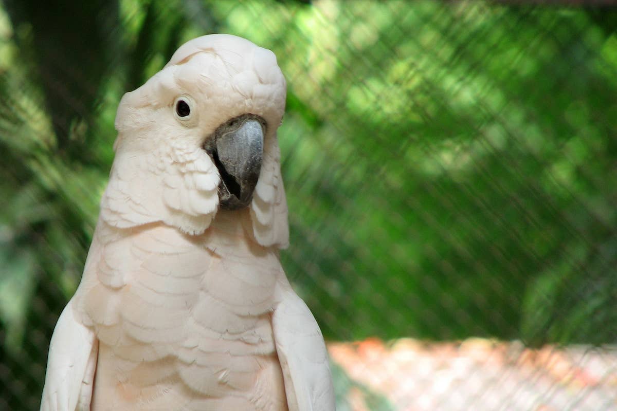 Worried Labrador's Sweet Cries For 'His Cockatoo' at the Vet Are ...