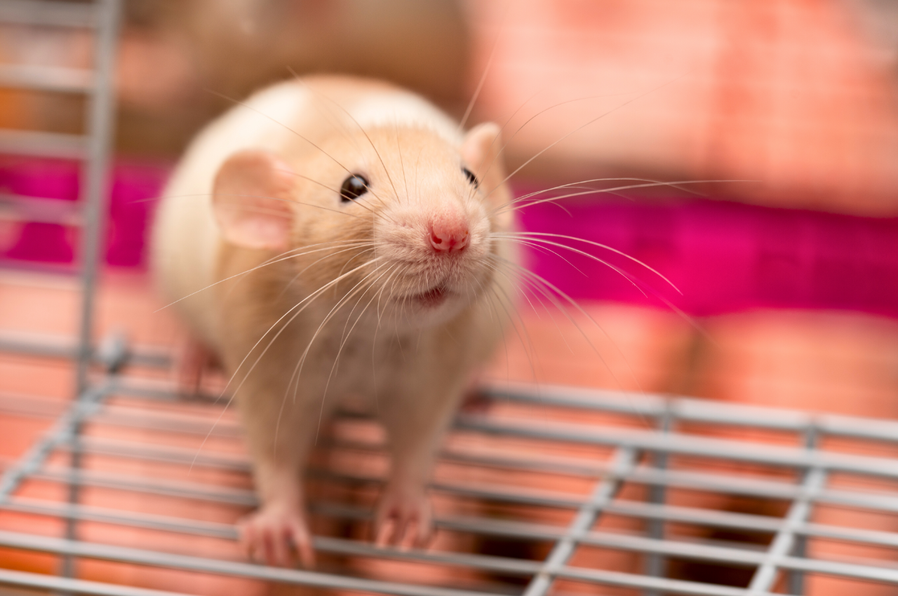 Top 7 Small Pets for First-Time Owners, According to a Vet - Parade Pets
