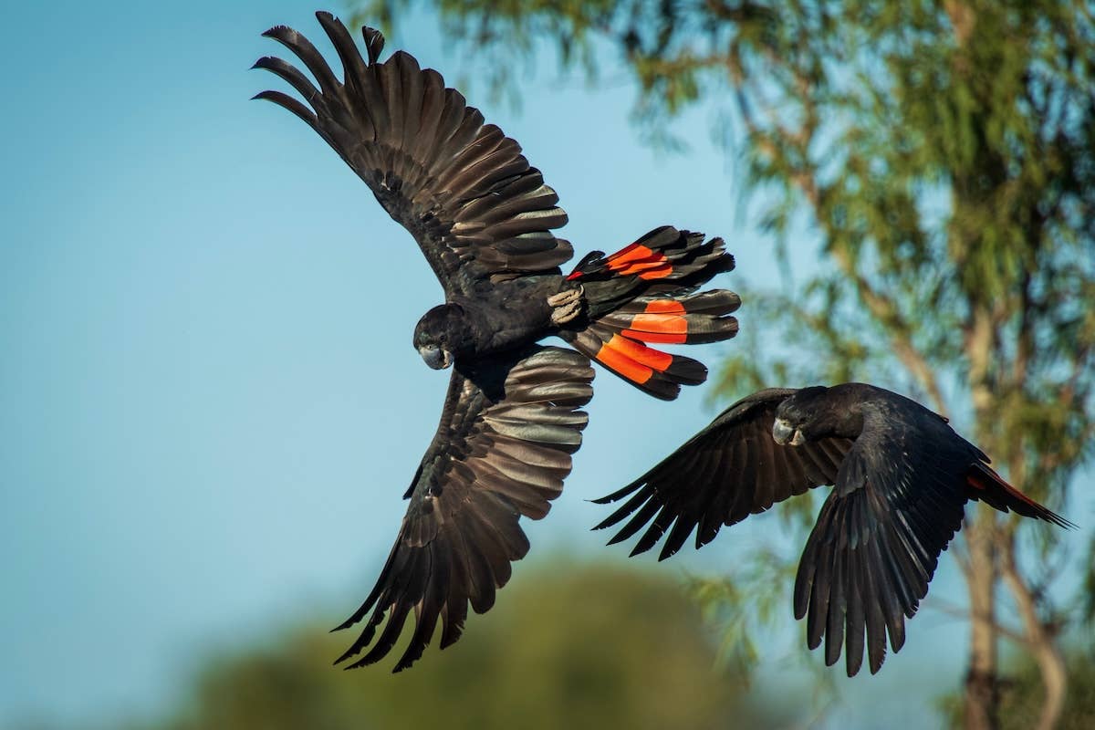 Breathtaking Black Cockatoo’s Slo-Mo Flight Looks Like a Scene From ...