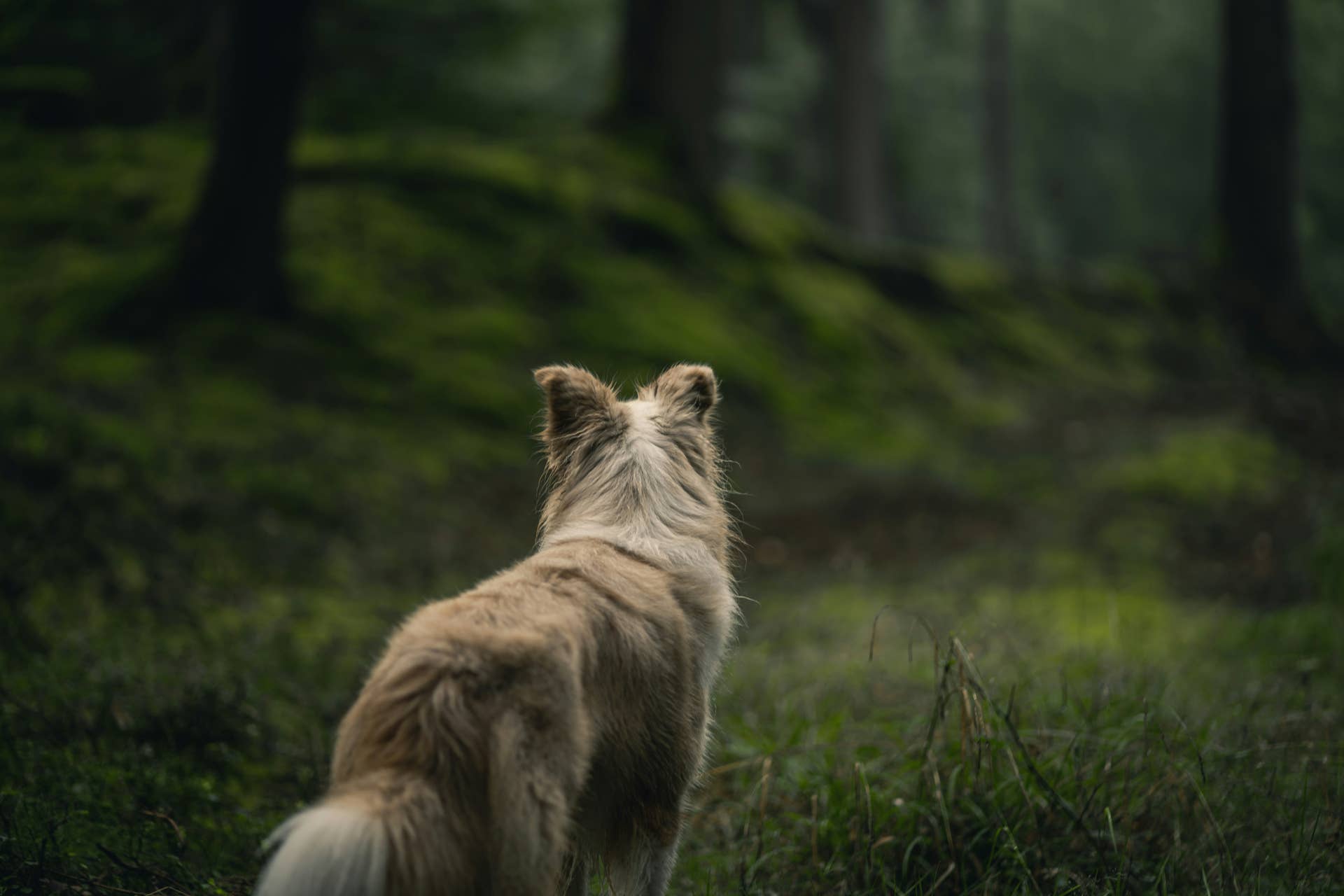 10 Strange Things Dogs Can Sense That Humans Cannot - Parade Pets