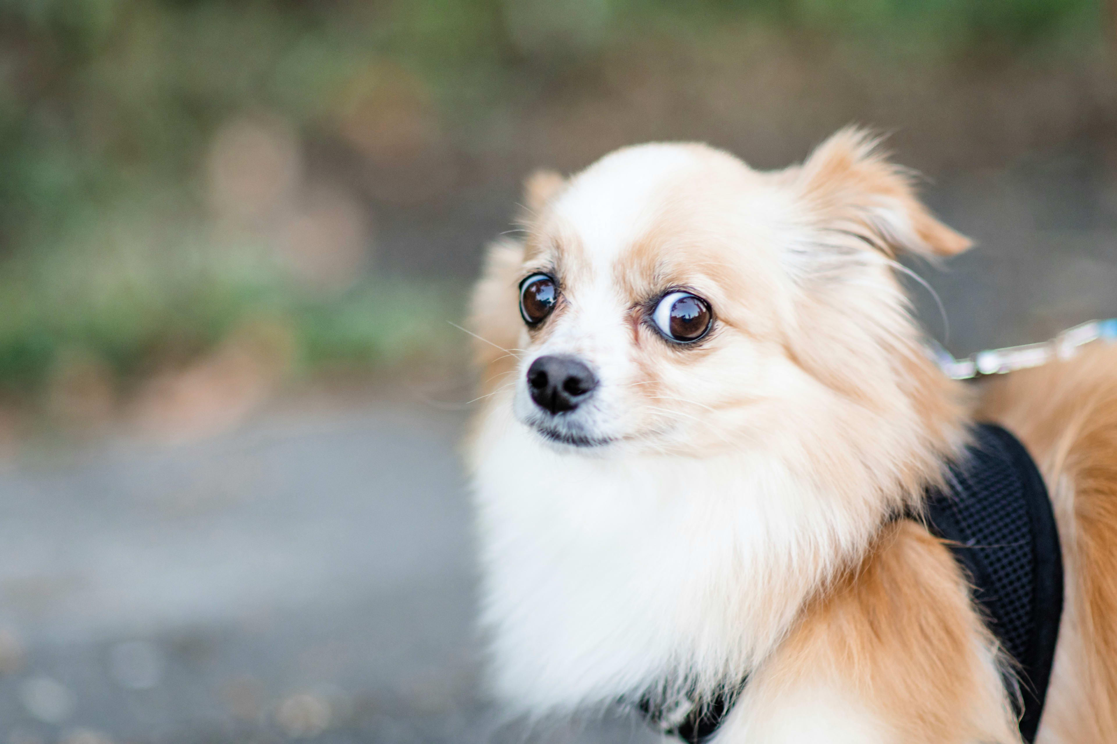 10 Strange Things Dogs Can Sense That Humans Cannot - Parade Pets