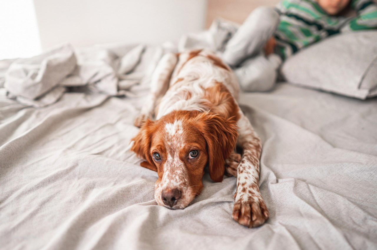 5 Coziest Dog Breeds for Cuddling, According to a Vet - Parade Pets