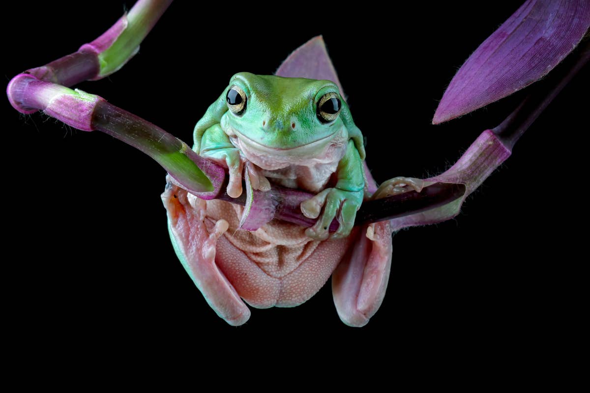 12 of the World's Cutest Frog Species - Parade Pets