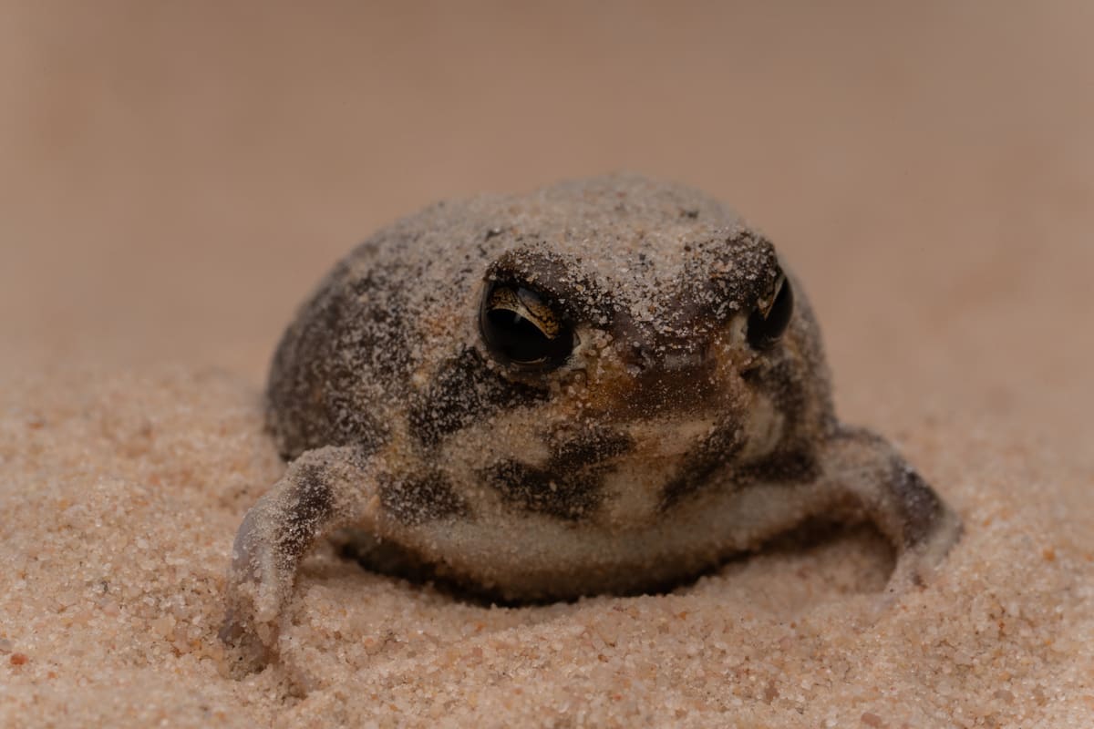12 of the World's Cutest Frog Species - Parade Pets
