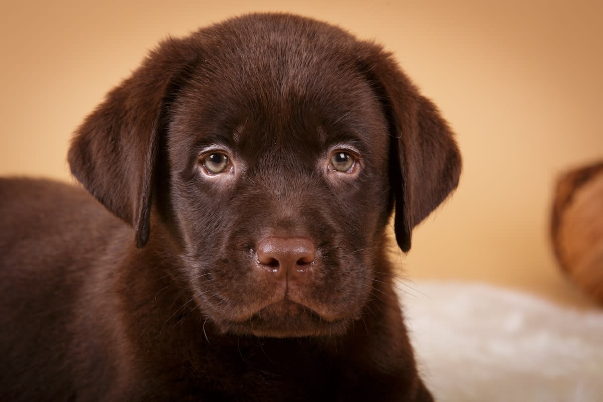 Cute Chocolate Lab Puppies Wallpaper