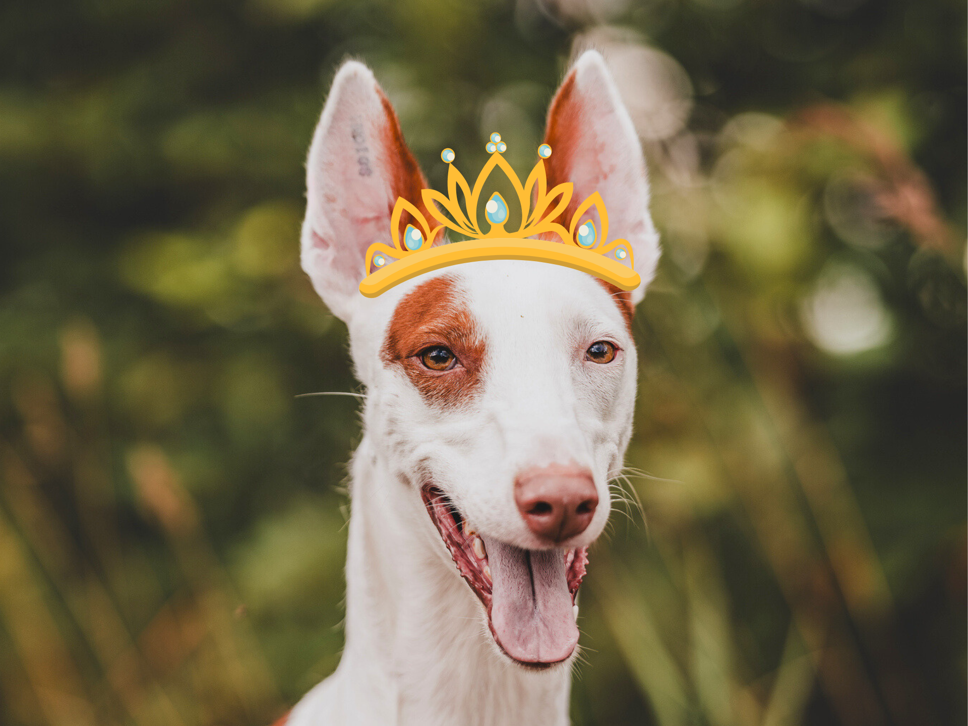 4 Royal Dog Breeds Adored by Nobility - Parade Pets