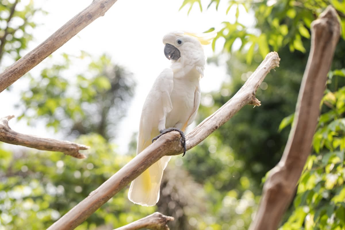 Cockatoo Sisters Challenge Each Other to 'Dance Off' and It's Total ...