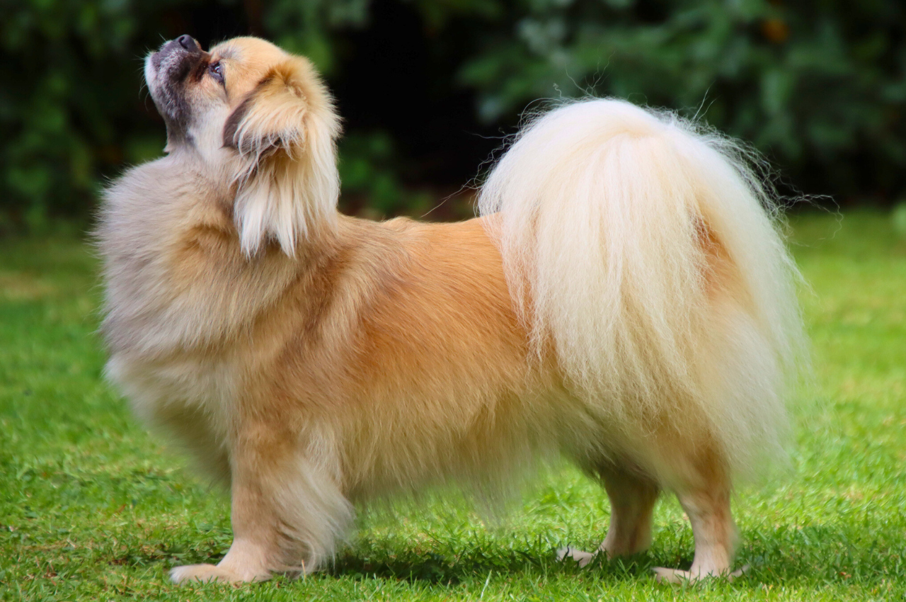 4 Royal Dog Breeds Adored by Nobility - Parade Pets