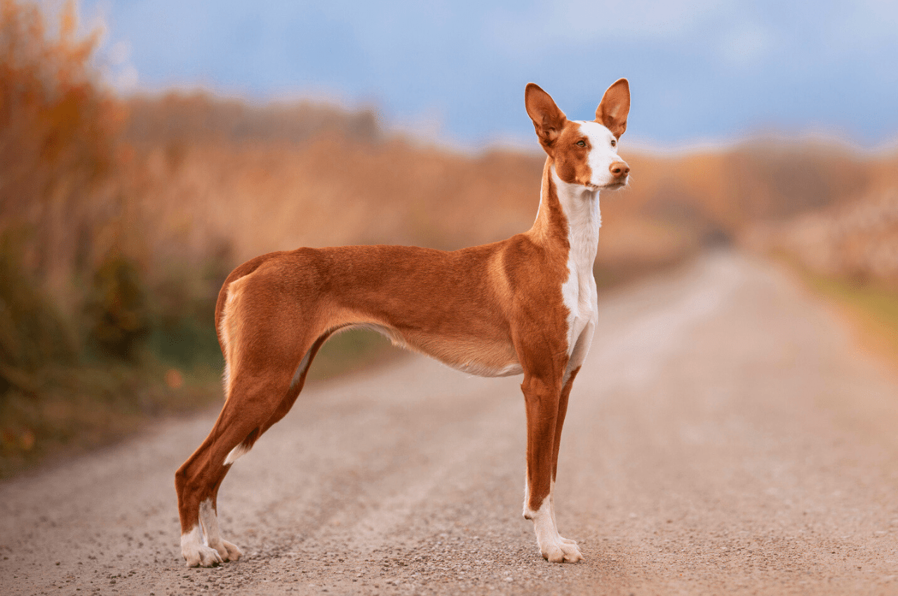 4 Royal Dog Breeds Adored by Nobility - Parade Pets