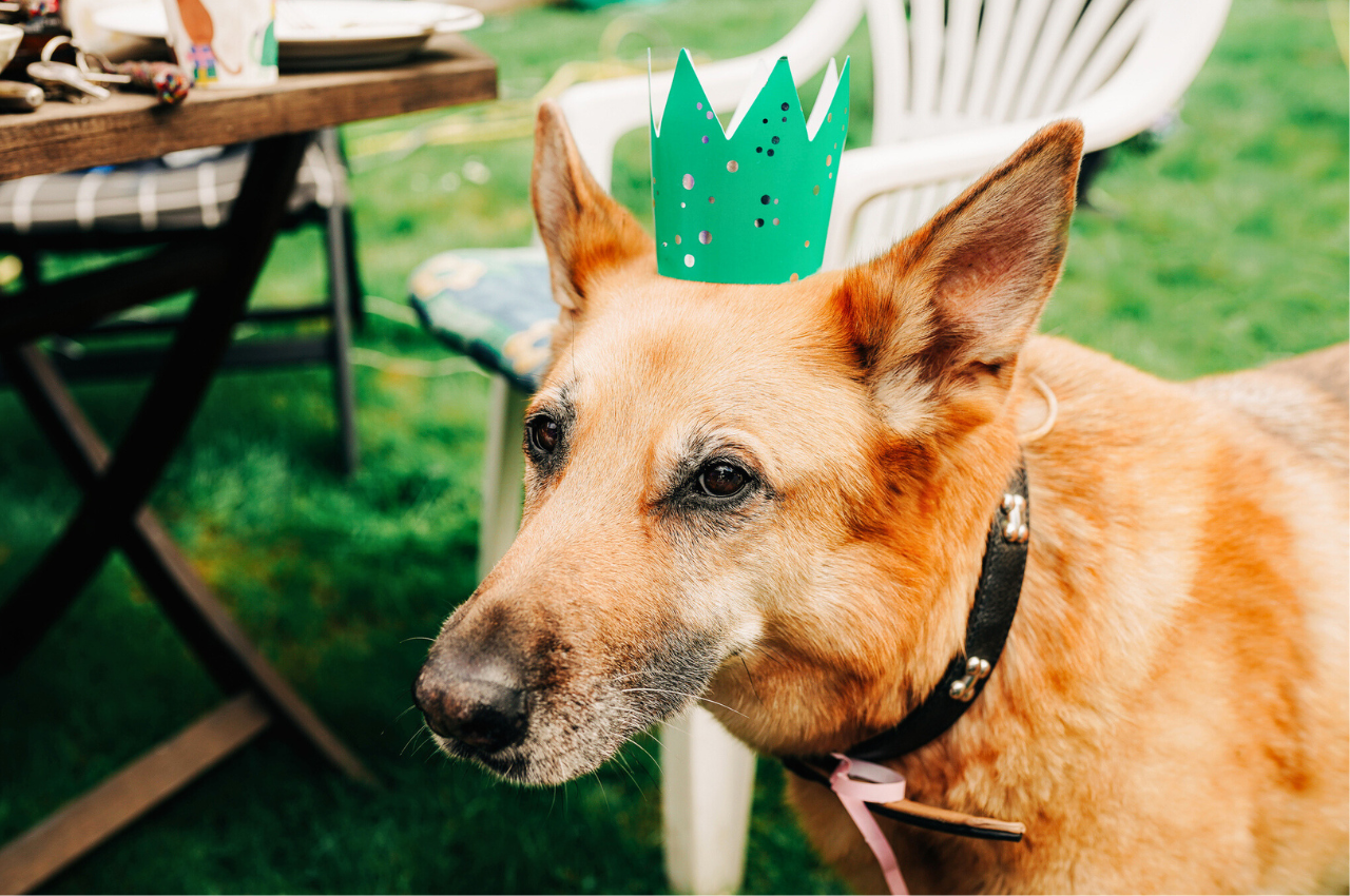 4 Royal Dog Breeds Adored by Nobility - Parade Pets