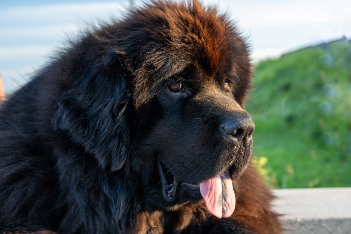 Newfoundland’s Headlock Hug for Fluffy Brother Looks Straight Out of ...