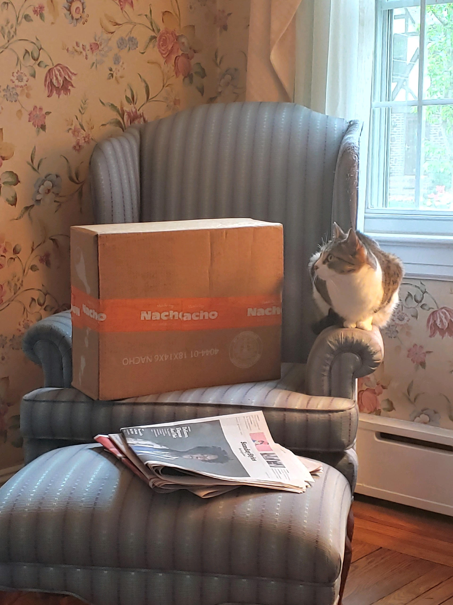 Bobby Flay's New Gourmet Cat Food Review - Parade Pets