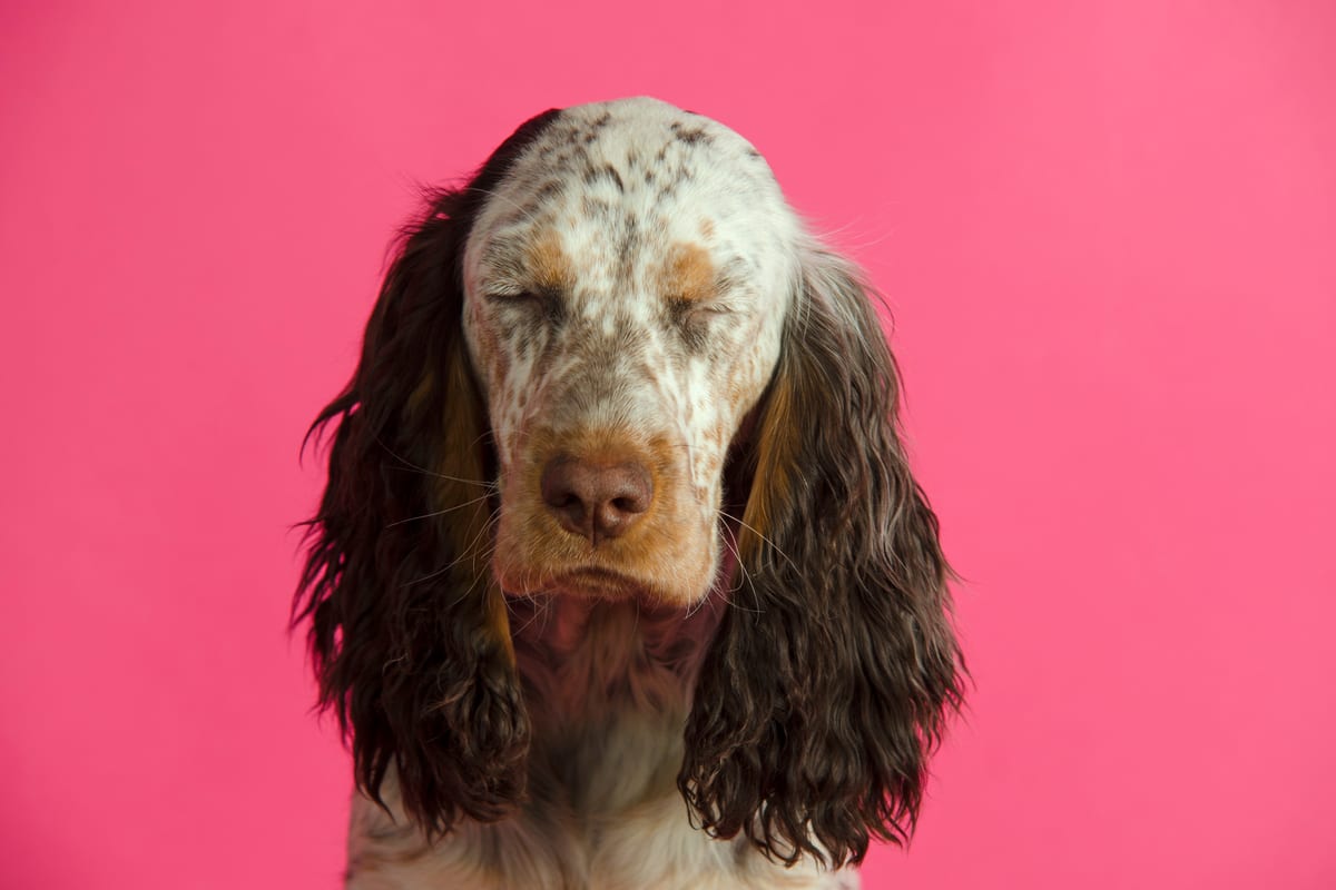 Merle Cocker Spaniel Puppy Has Rare Eye Color Only Seen In 5% of Dogs ...