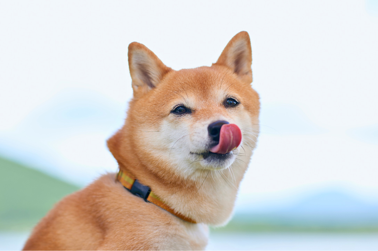 7 Subtle Signs of Stress in Dogs, According to an Expert - Parade Pets