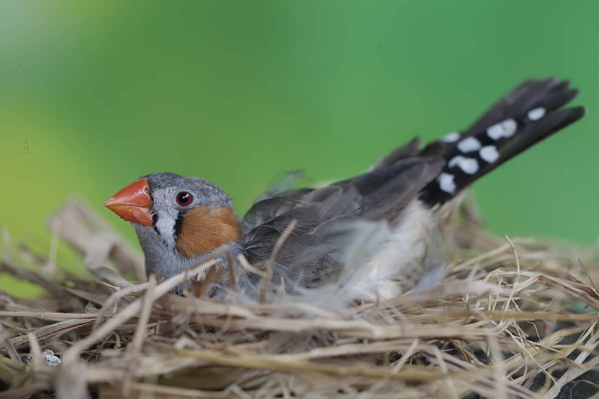 Finch ‘Hand Picking’ Husky Fur for Her Nest Is One of Nature’s Greatest ...