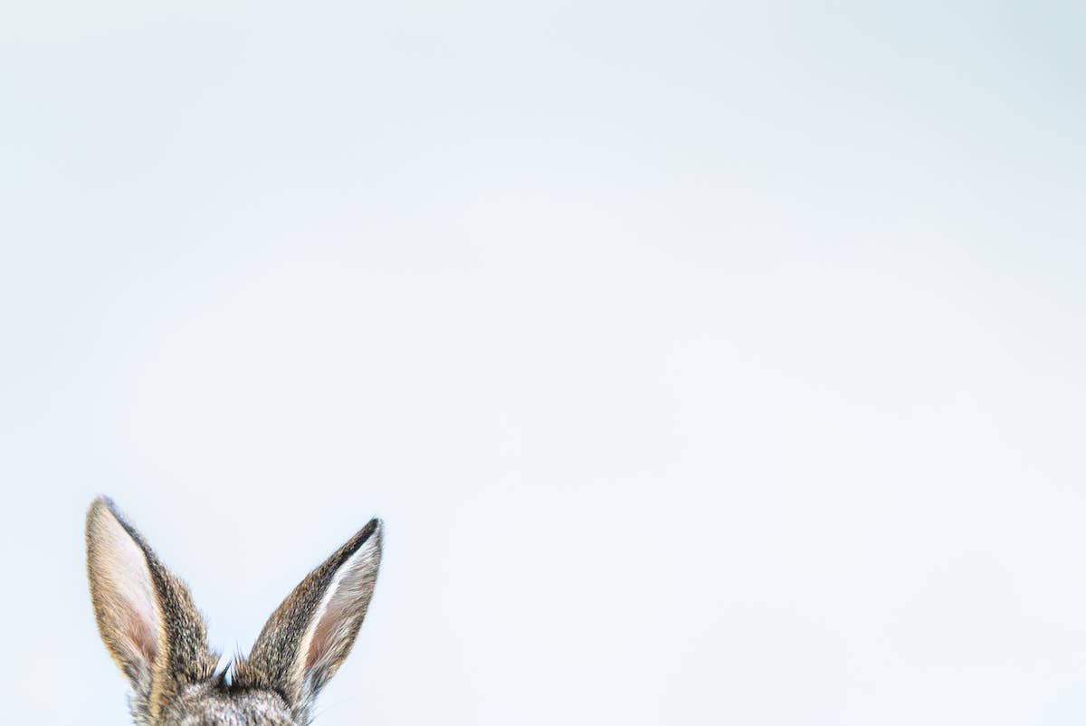 Rabbit with Gigantic Mustache Looks Like Everyone's Grandpa and People ...