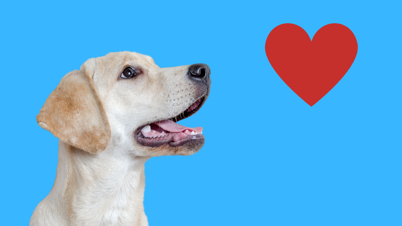 How Does Your Dog Know You're Coming Home? 7 Weird Ways - Parade Pets