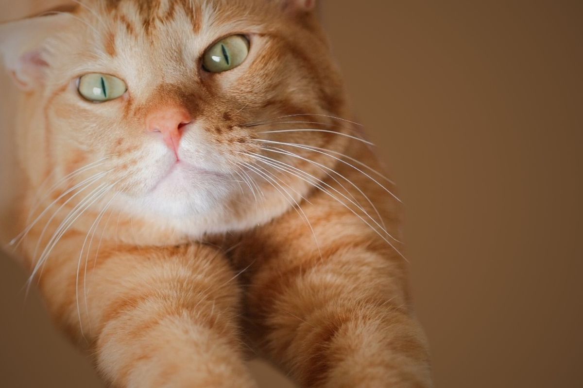 Orange Cat's Rock Climbing Routine in the Kitchen Is the Chaos We Live ...