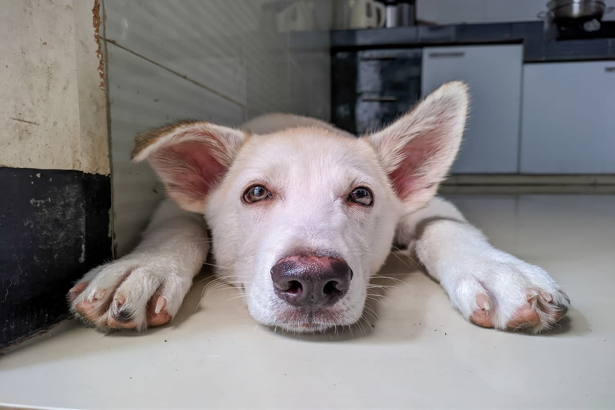 Dog’s Grief at His Mom’s Funeral Leaves the Internet Sobbing - Parade Pets