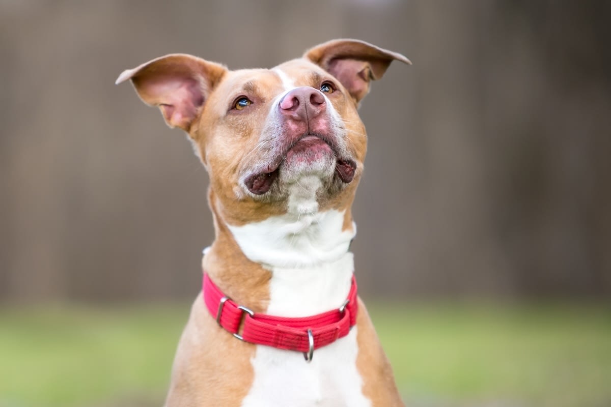 Pit Bull Jumps 6-Foot Fence in Epic Squirrel-Chasing Fiasco - Parade Pets