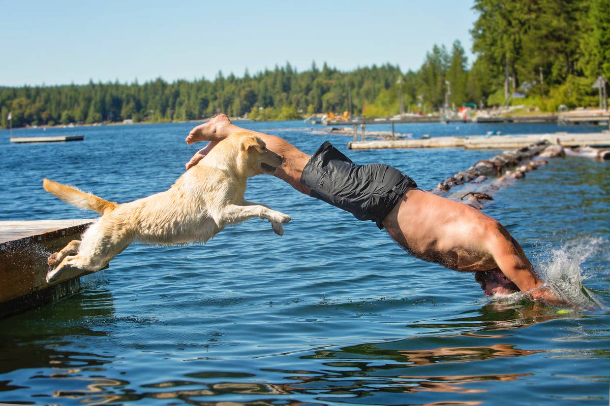 Brave Labradors Belly-Flopping Into Pool To ‘Save Their Baby’ Are the ...