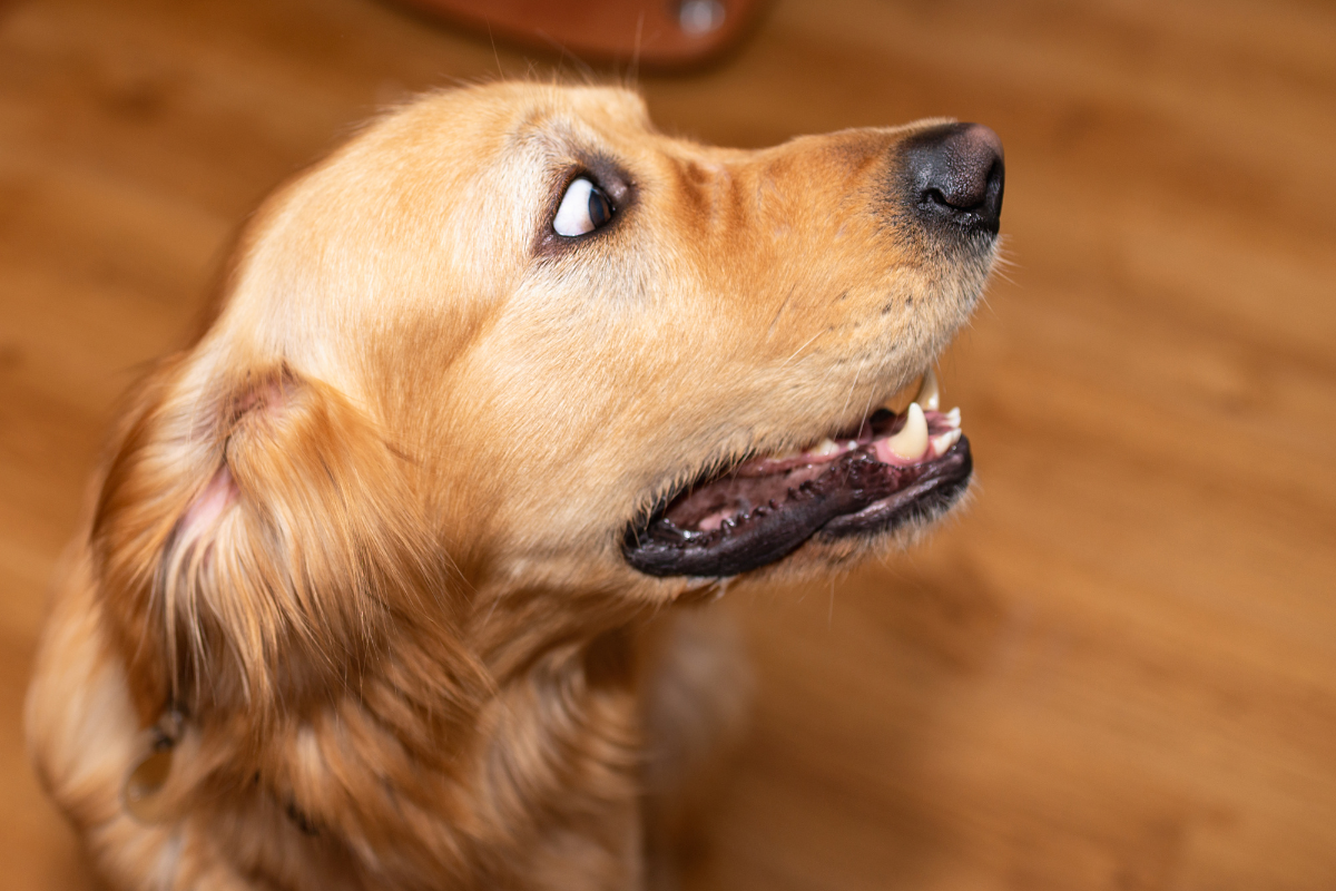 Pet and Animal News