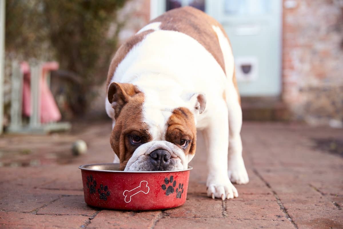Bulldog Demonstrates Just How Tasty These Doggie Noodles Can Be ...