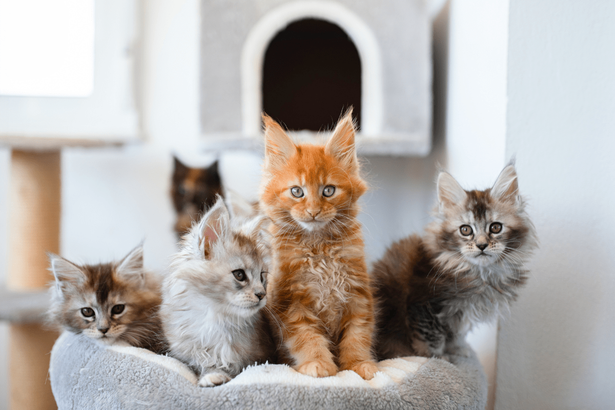 Fluffy Maine Coon Kitten’s Vanilla and Smoke Split-Colored Face Is Too ...