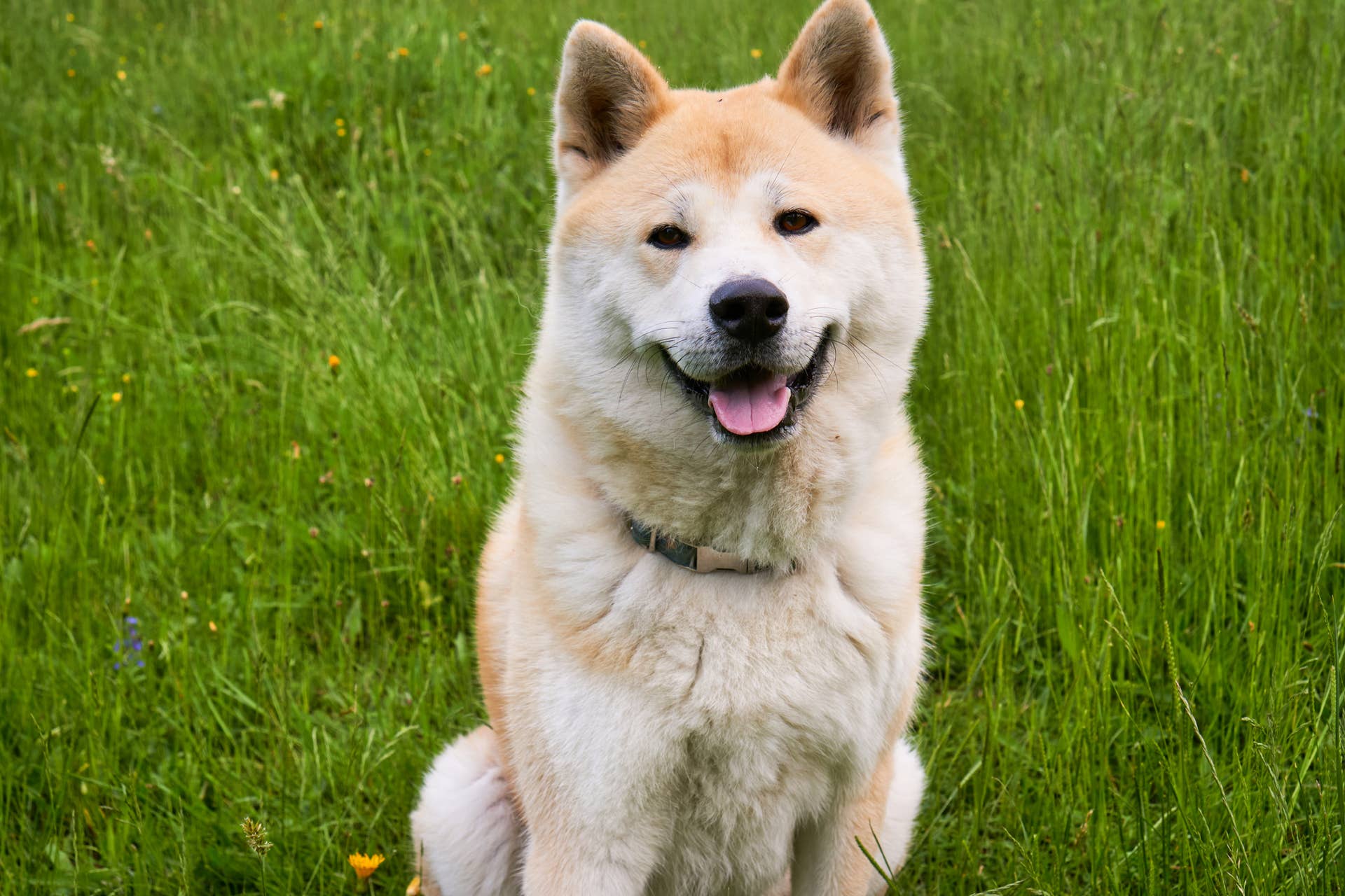 7 Stubborn Dog Breeds That Are Totally Worth It, According to Trainers ...