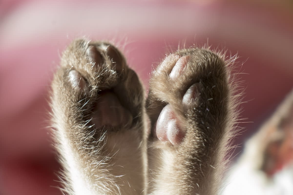 ‘One-of-a-Kind’ Split-Faced Ragdoll Cat Is So Beautiful It Feels ...