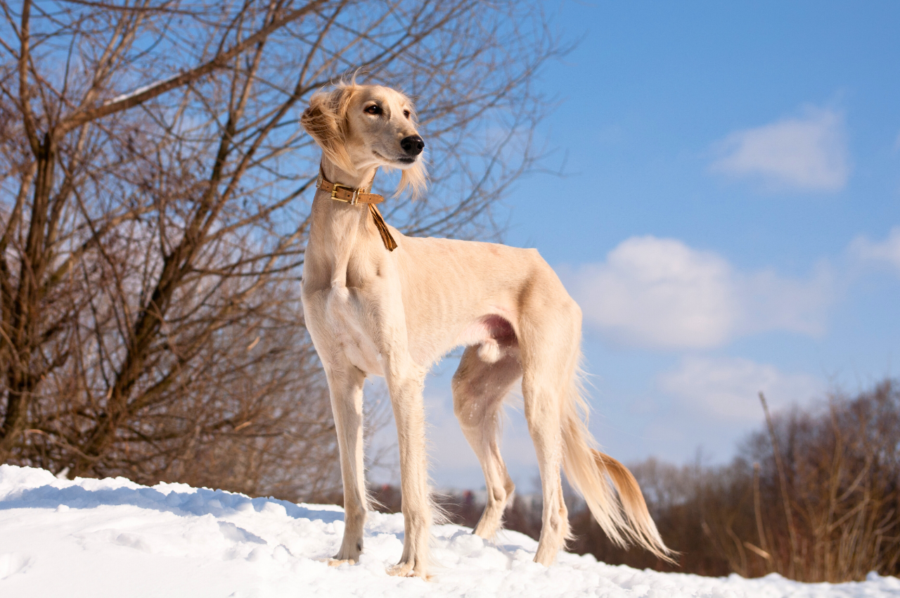 3 Ancient Dog Breeds With Very Long Histories - Parade Pets