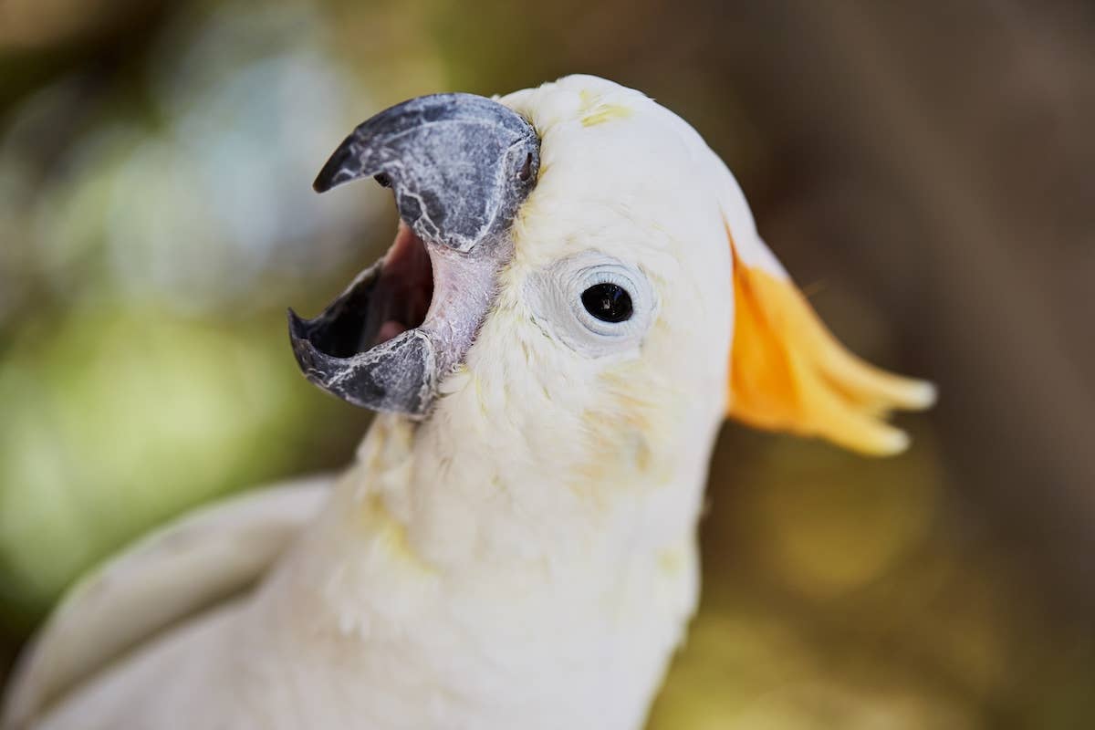 Feisty Cockatoo Picks a Fight With Dad-The Result is Hilarious - Parade ...