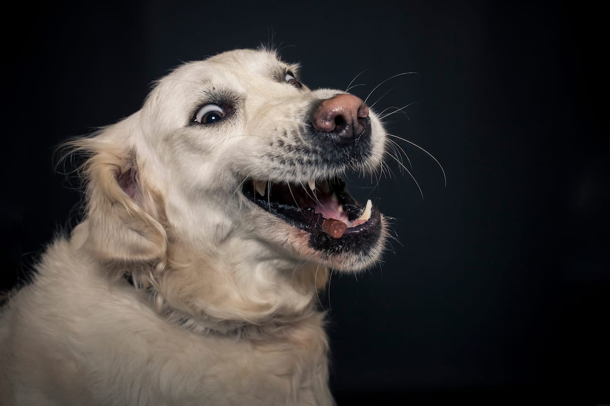 Precious Golden Retriever with Super Rare Genetic Mutation Has the ...