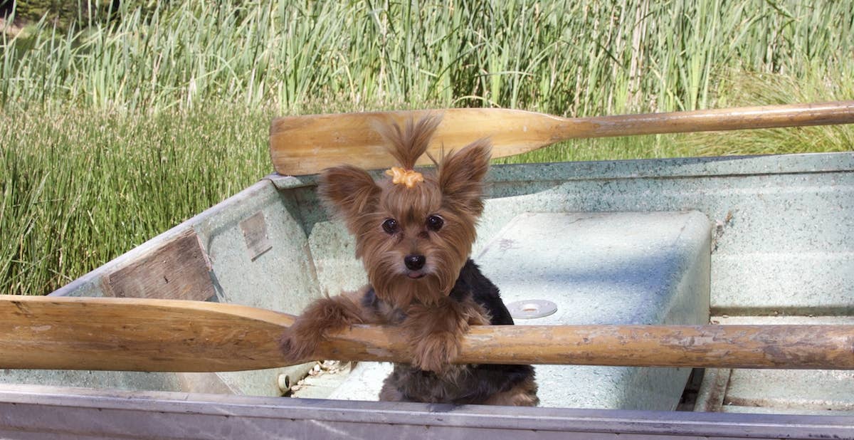 Pet and Animal News