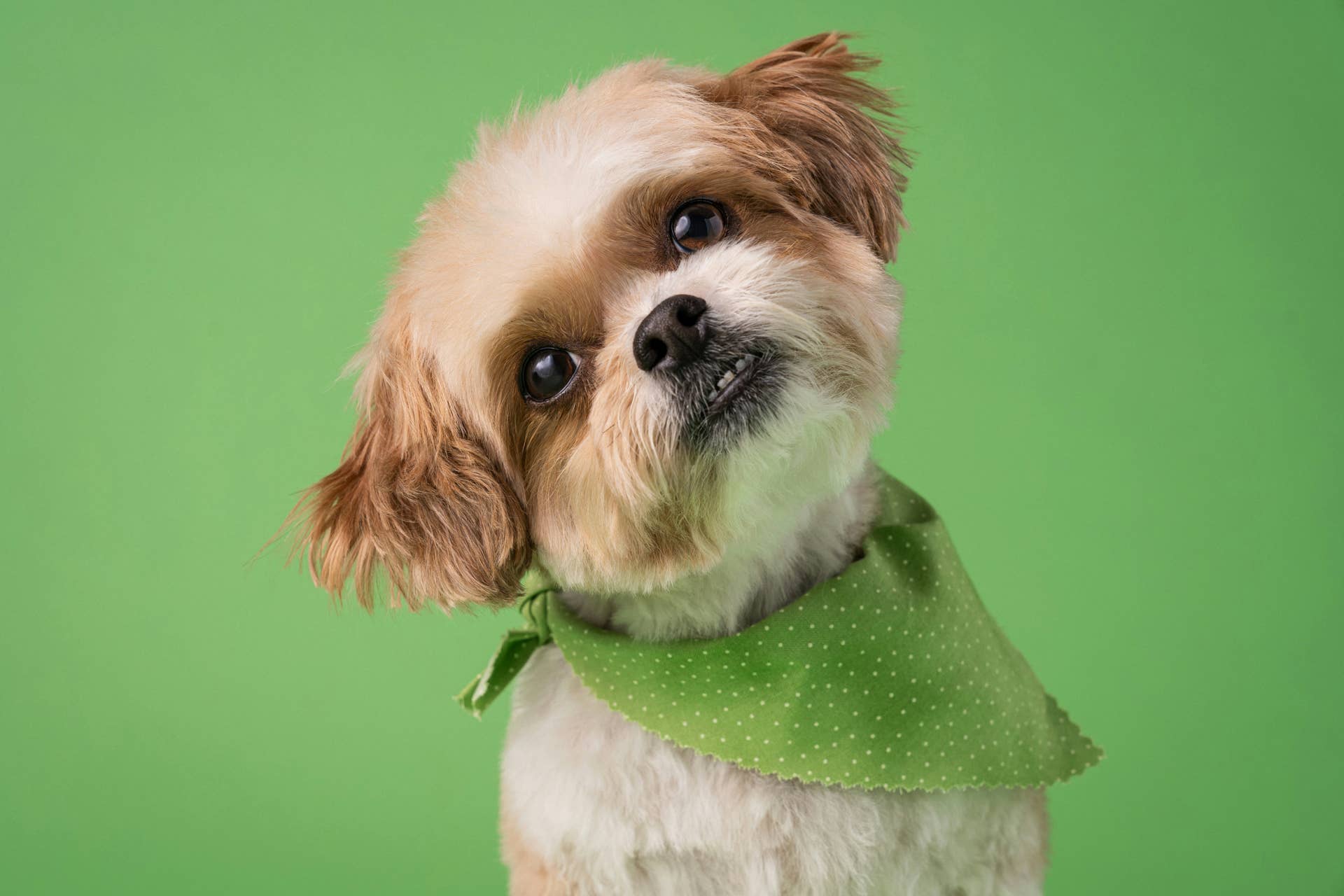 Why Do Dogs Tilt Their Heads? 5 Scientific Reasons - Parade Pets