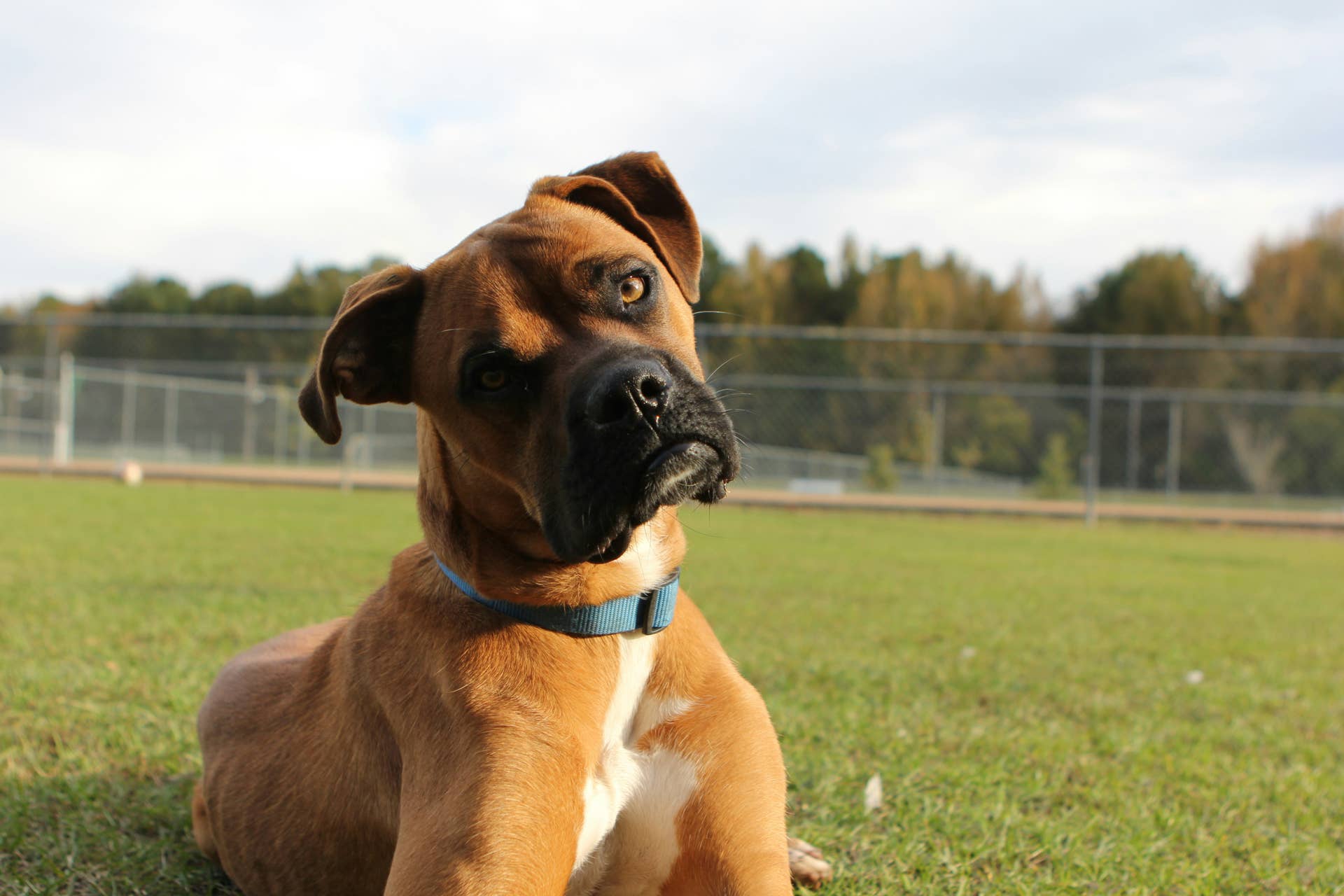 Why Do Dogs Tilt Their Heads? 5 Scientific Reasons - Parade Pets