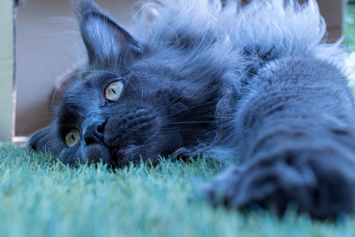 Adorable Black-and-White Polydactyly Maine Coon Kitten Got the 'Whole ...
