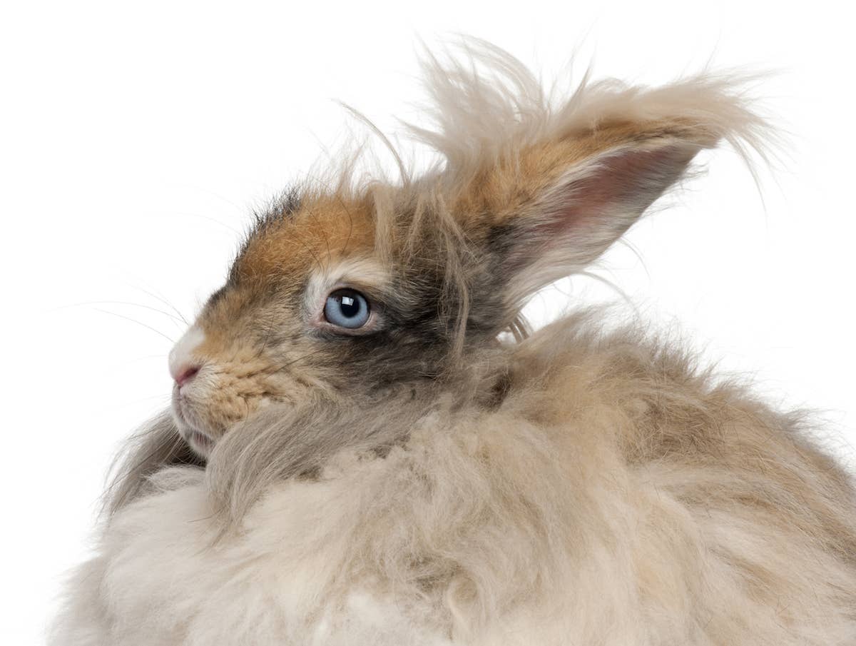 Adorable Angora English Bunny Looks Just Like a Fluffy Marshmallow ...