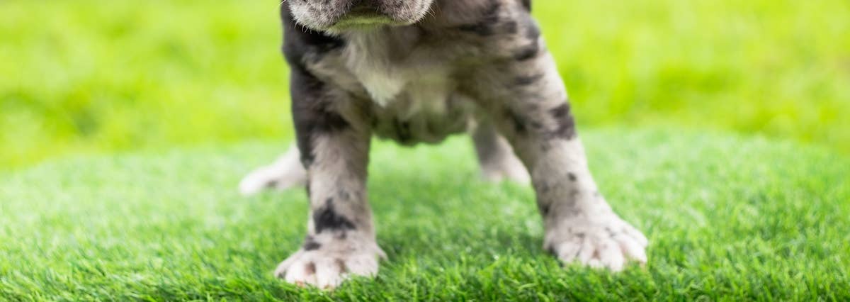 Massive Neapolitan Mastiff Puppy with Frosted Brownie Fur Has Huge ...