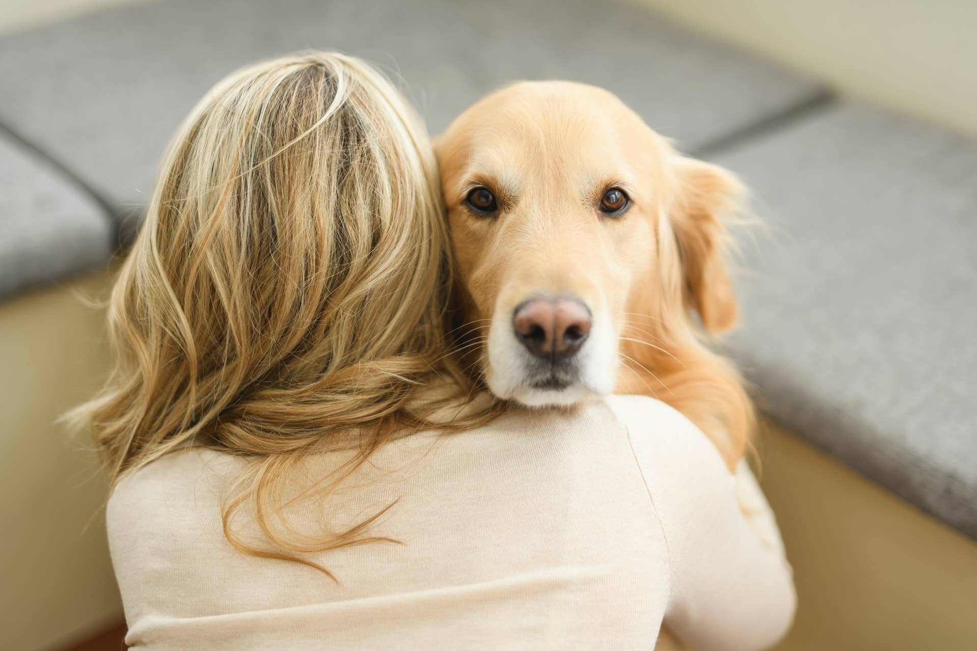 7 Best Comfort Dogs for Grief Support, According to Experts - Parade Pets