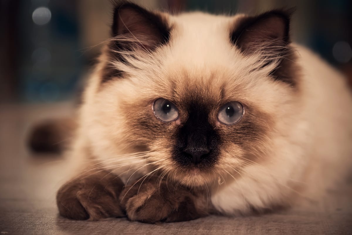 Ragdoll Cat’s Stunning ‘Split-Smoke’ Color Transformation Is Just ...