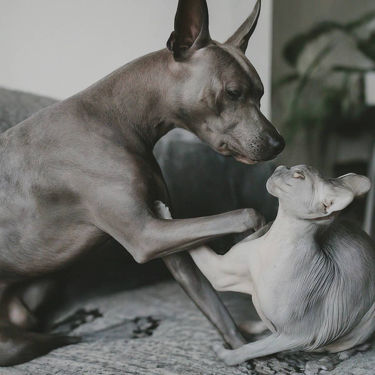 Hairless Xolo Dog and Sphynx Cat Wield Ancient Aztec Energy in Epic ...